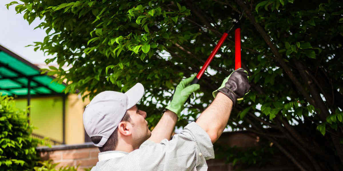 Bad Tree Pruning - What It Is and Why It Matters