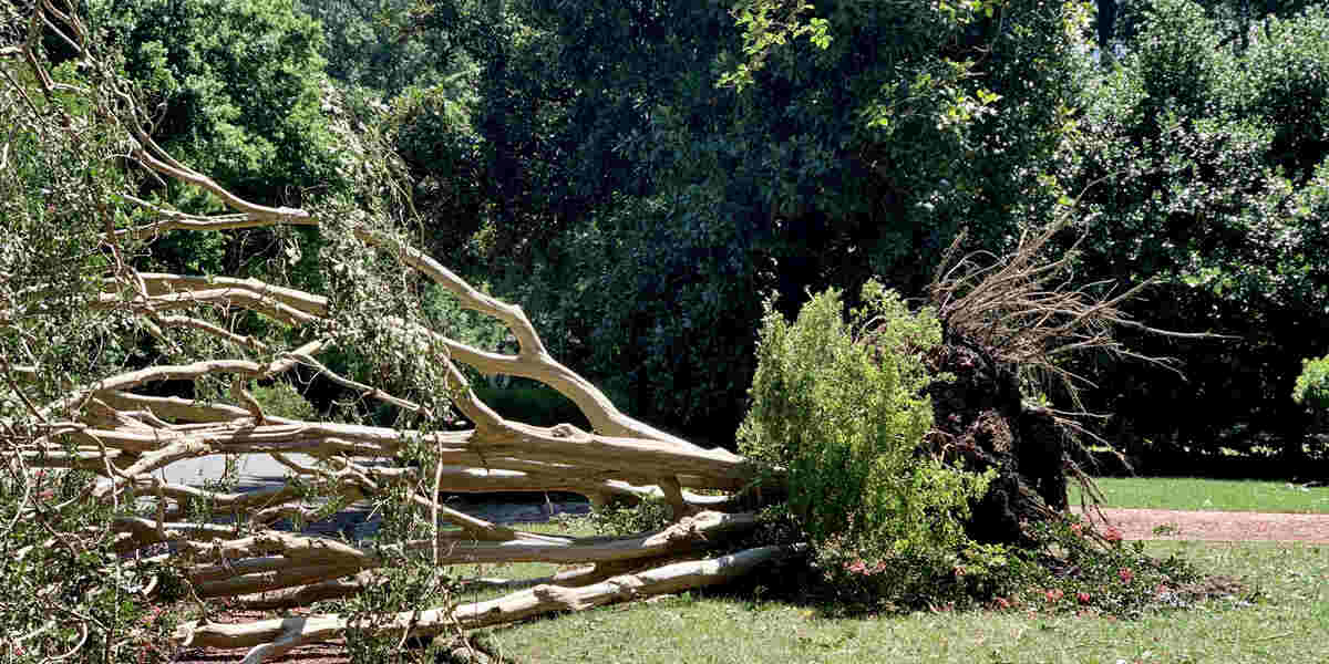 Can a Fallen Tree Stand Back up in Milton, GA?