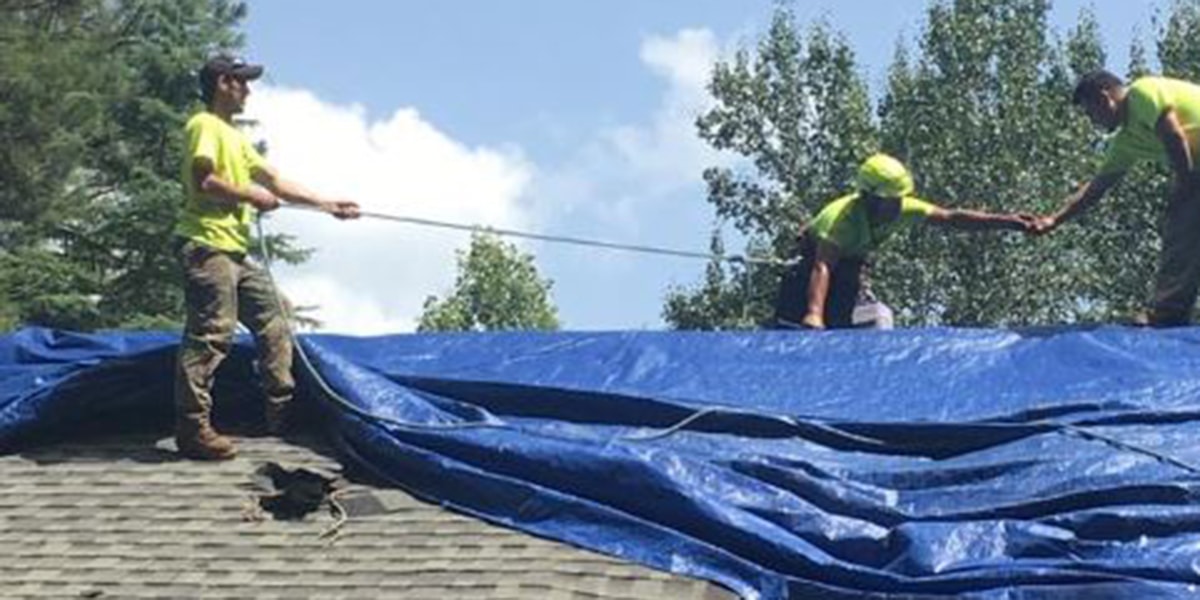 How to Save a Stressed Tree: 8 Remedies and Prevention Tips