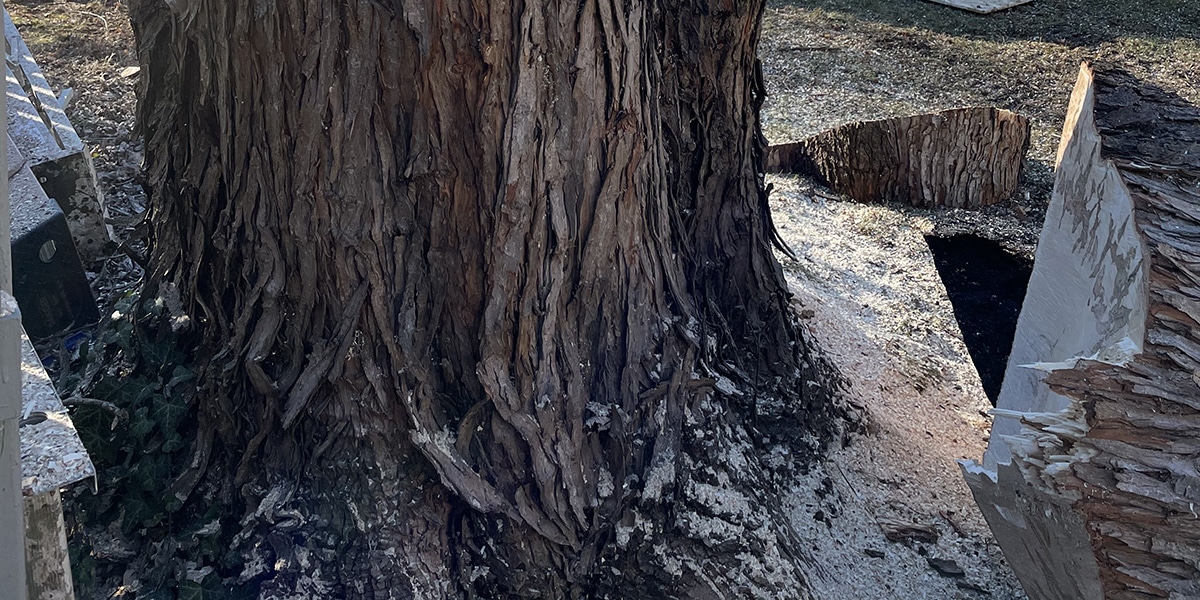 How to Know If Tree Roots Are Damaging Your Foundation How to Know If Tree Roots Are Damaging Your Foundation
