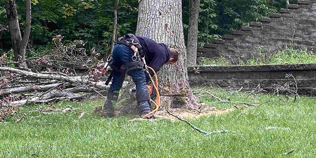 How to Remove an Established Tree - DIY vs Hiring a Pro