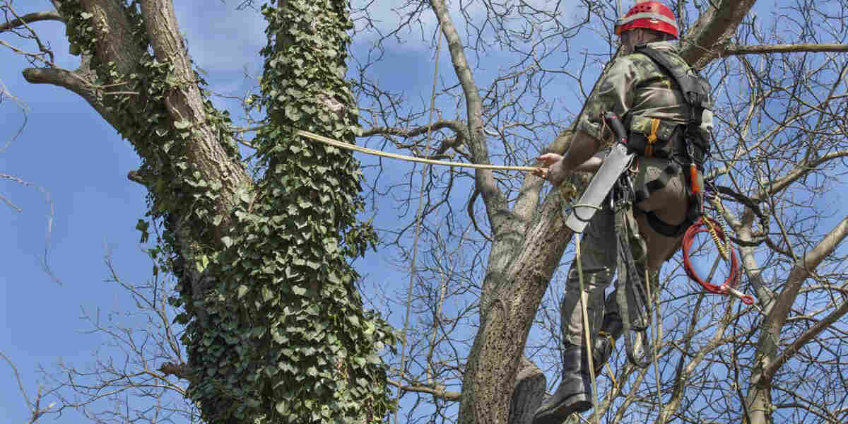 Is My Tree Dead - Identify a Dead, Dying, or Dormant Tree