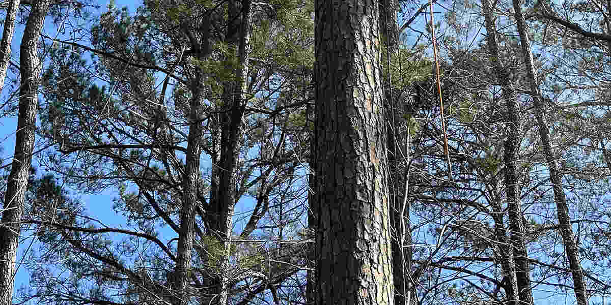 Why an Overgrown Tree is Dangerous for Milton, GA Residents