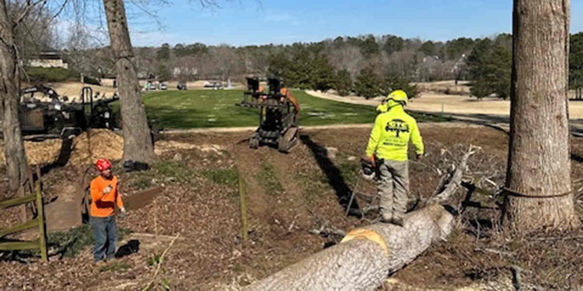 Understanding Root Rot Treatment For Trees In Milton Ga
