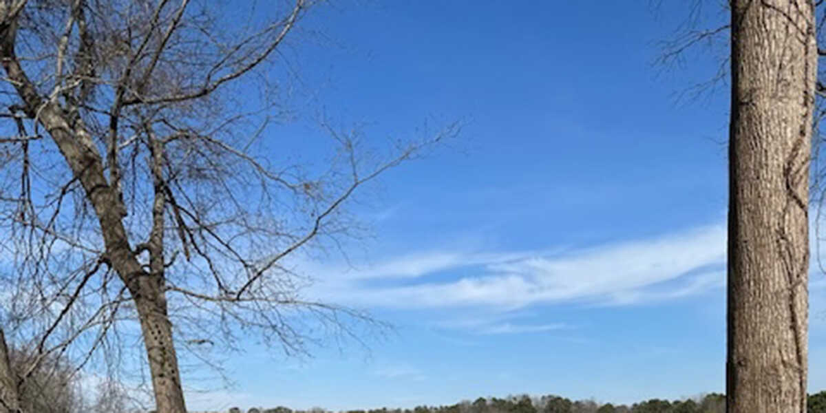 Sick Tree Treatment Tips for Milton, GA Residents