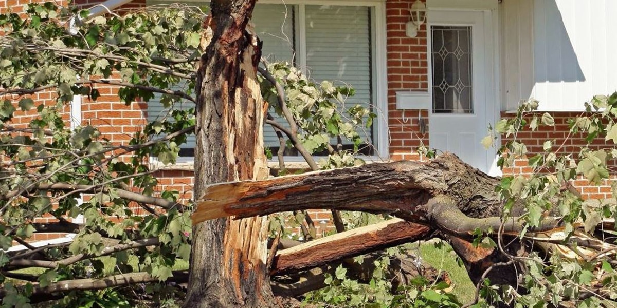 6 Types of Tree Damage, Their Causes & Symptoms to Look For
