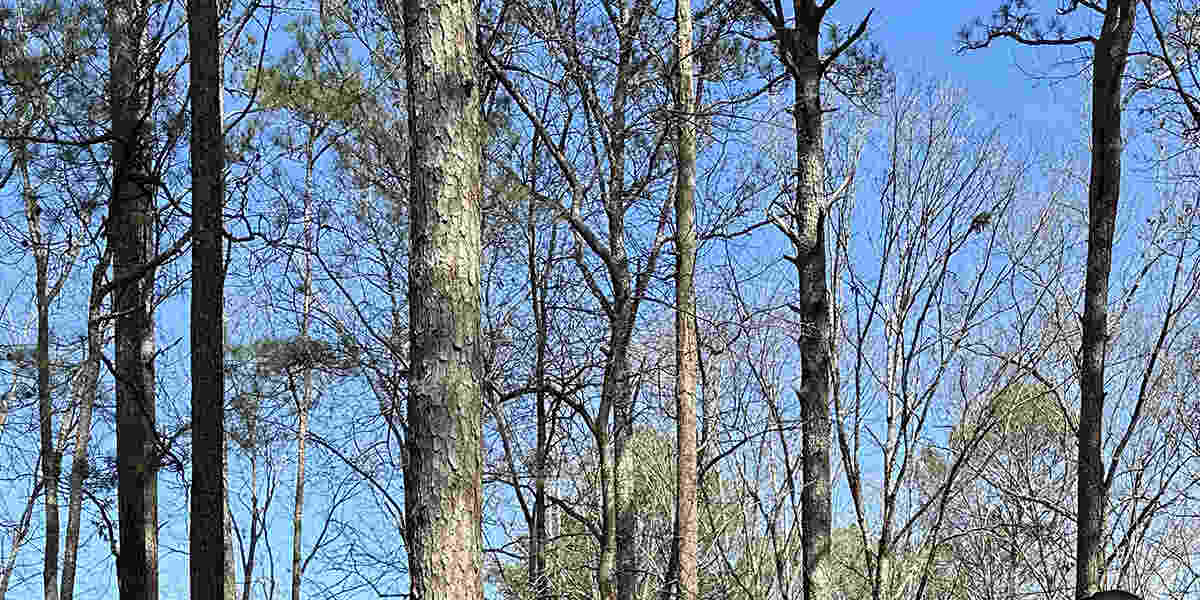 Tree on Property Line - What Milton, GA Residents Must Know