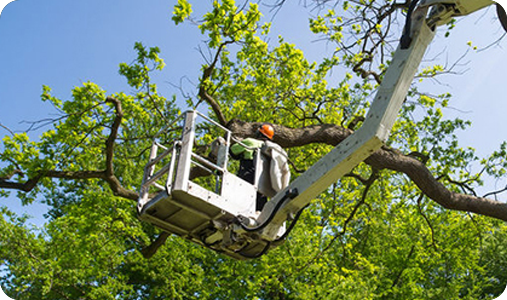 Tree Service in Alpharetta, GA | Tree Pruning & Removal