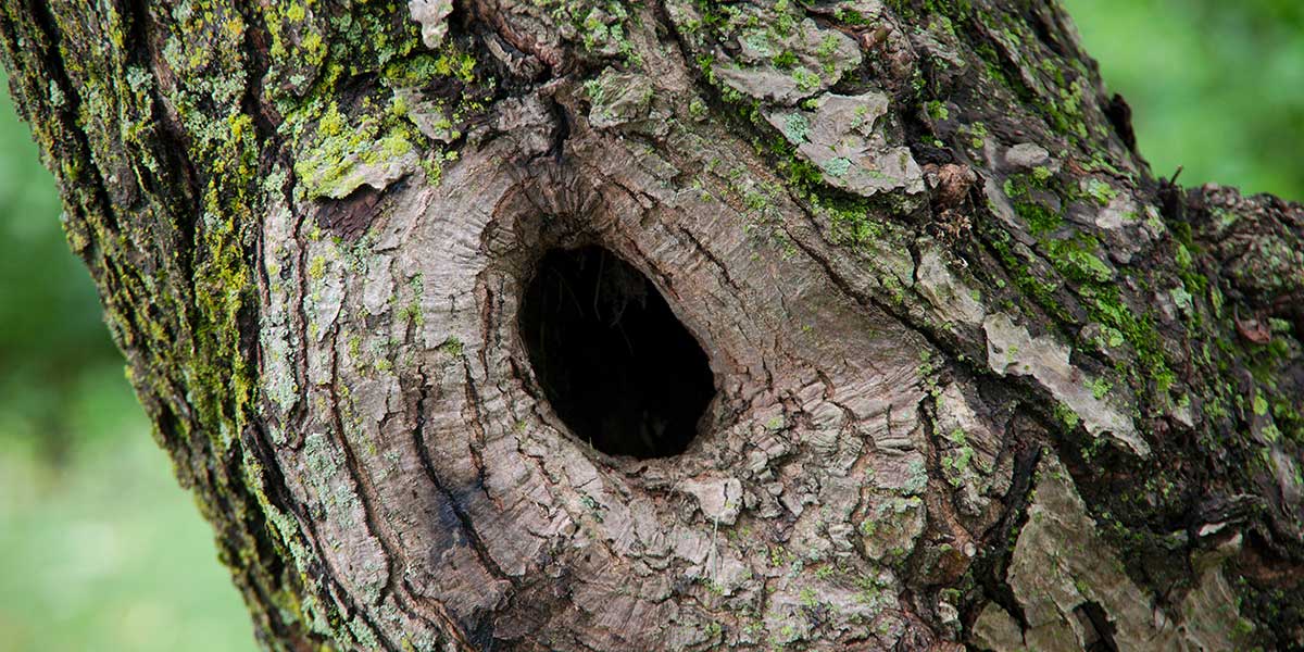 What Causes Large Holes in Tree Trunks - Main Reasons