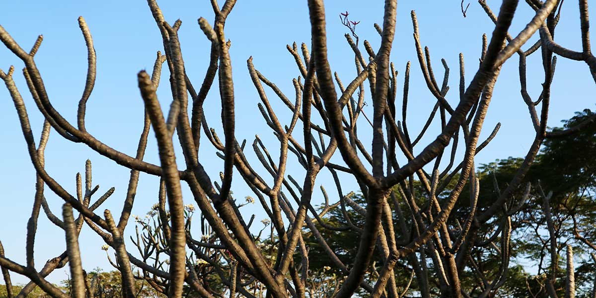 What Is Tree Pollarding - All You Need To Know