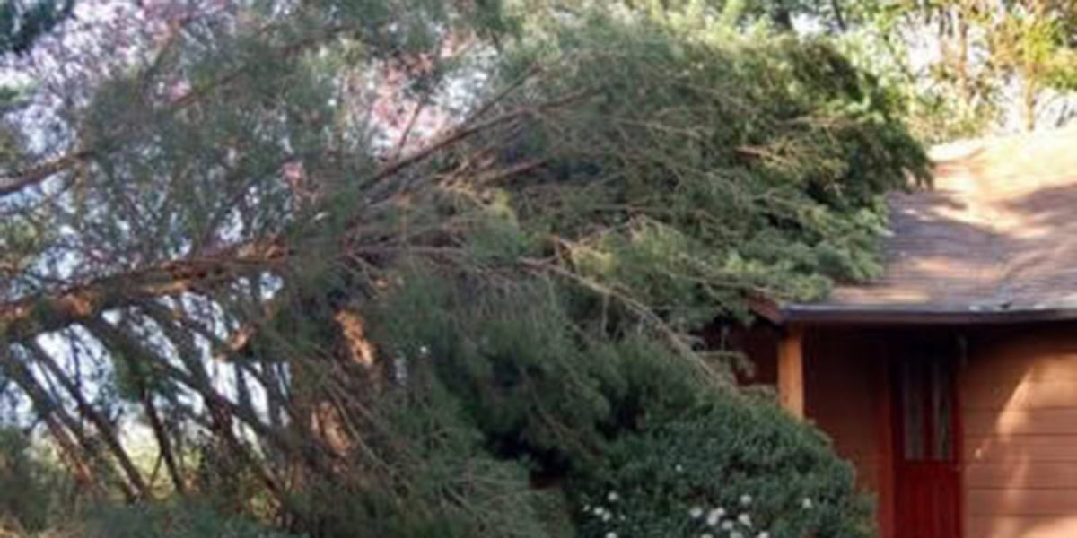 What Wind Speed Is Dangerous for Trees - A Guide